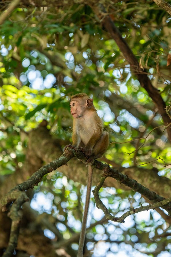 A Monkey Perched on a Branch in Trincomalee, Sri Lanka Stock Photo ...