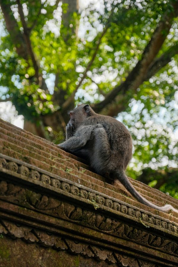 Monkey Perched on the Ledge of a Temple Amidst a Backdrop of Trees ...