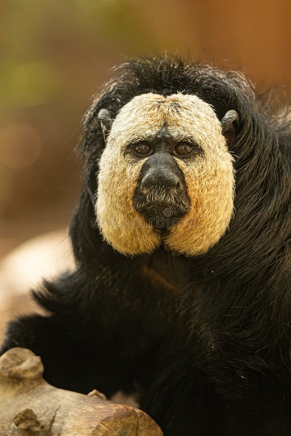 Monkey Perched on a Log in a Zoo Habitat Stock Image - Image of ...