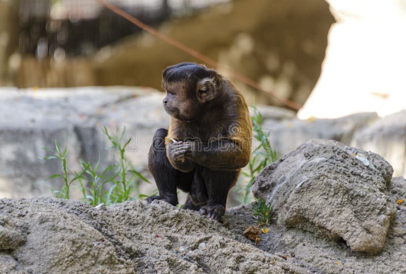 Monkey perched on a rock stock image. Image of wild - 176714363