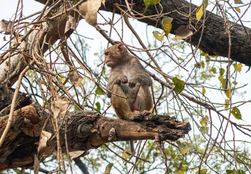 Monkey Perched on a Tree Gazes Downward in India Stock Photo - Image of ...