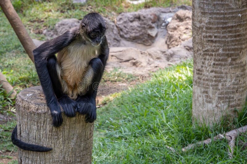 Monkey Perched on a Tree Stump Near Trees. Stock Photo - Image of ...