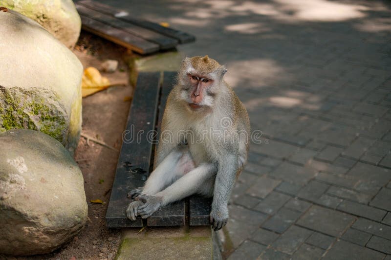 Monkey Perched on Wooden Bench in Ubud S Monkey Forest Stock Image ...