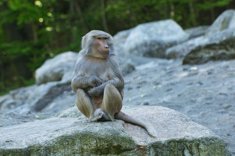 Monkey perching on stone stock photo. Image of guinea - 268918140
