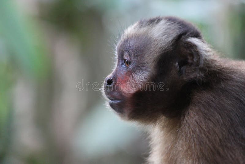 432 Side Profile Monkey Stock Photos - Free & Royalty-Free Stock Photos ...