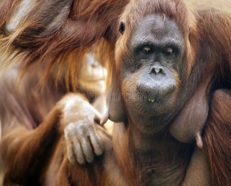 Monkey stock photo. Image of organism, orangutan, wild - 97778726
