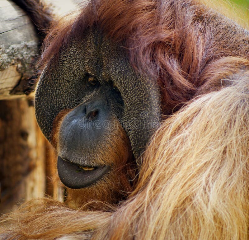 Monkey stock image. Image of snout, attitude, mammal - 97779873