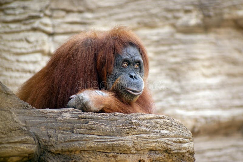 Monkey stock image. Image of portrait, primate, attitude - 97779937