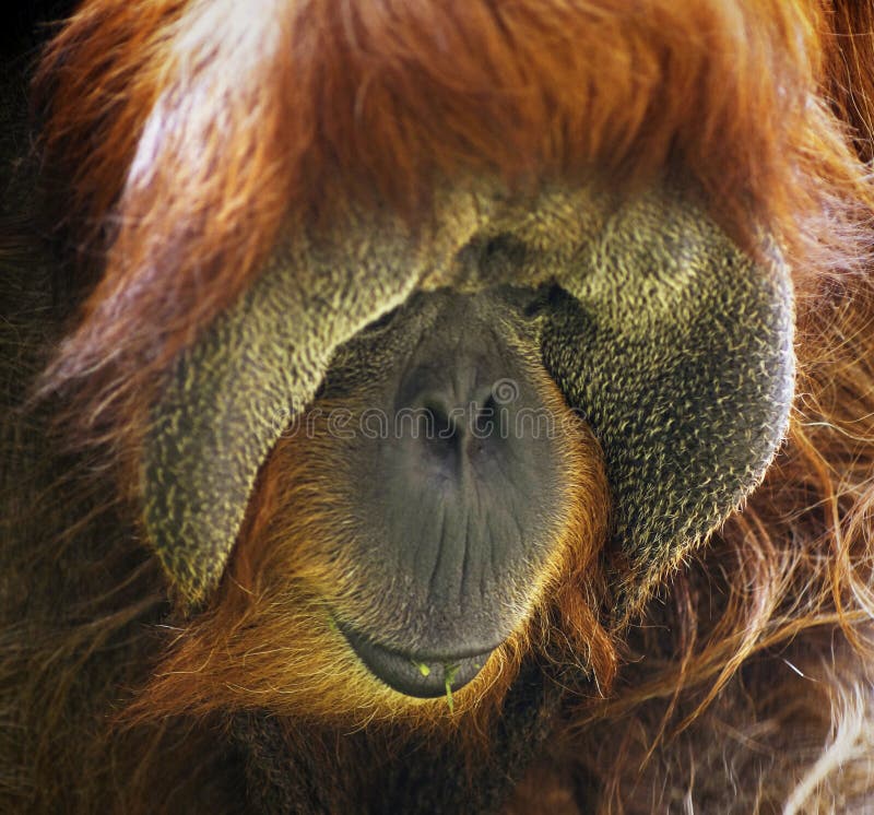 Monkey stock photo. Image of nose, primate, mammal, snout - 97779972