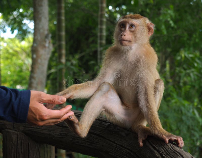 Hi Monkey stock image. Image of tropics, island, forest - 94485231