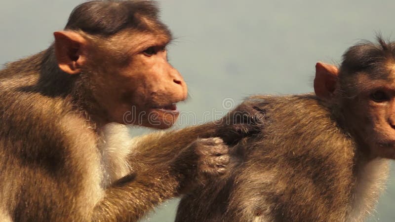 A Monkey Picking Lice from Another Monkey Stock Footage - Video of ...
