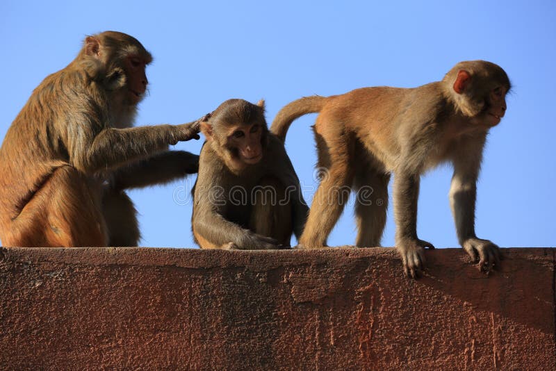 Monkey Picking Lice in Swayambhunath Stock Image - Image of lice, blue ...