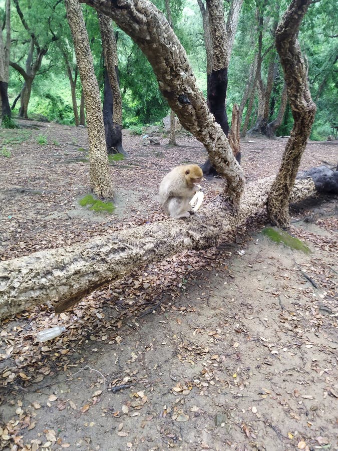 The Monkey in the Picturesque Nature Eats Bananas on the Oak Tree Stock ...