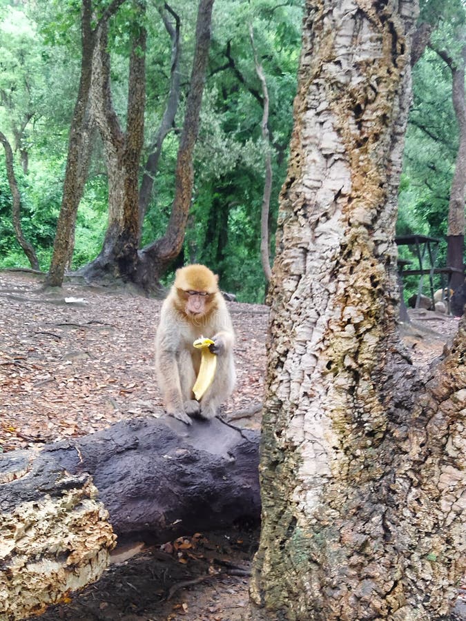 The Monkey in the Picturesque Nature Eats Bananas on the Oak Tree Stock ...