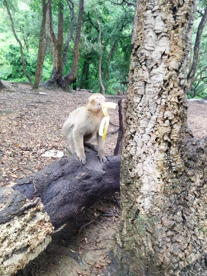 The Monkey in the Picturesque Nature Eats Bananas on the Oak Tree Stock ...