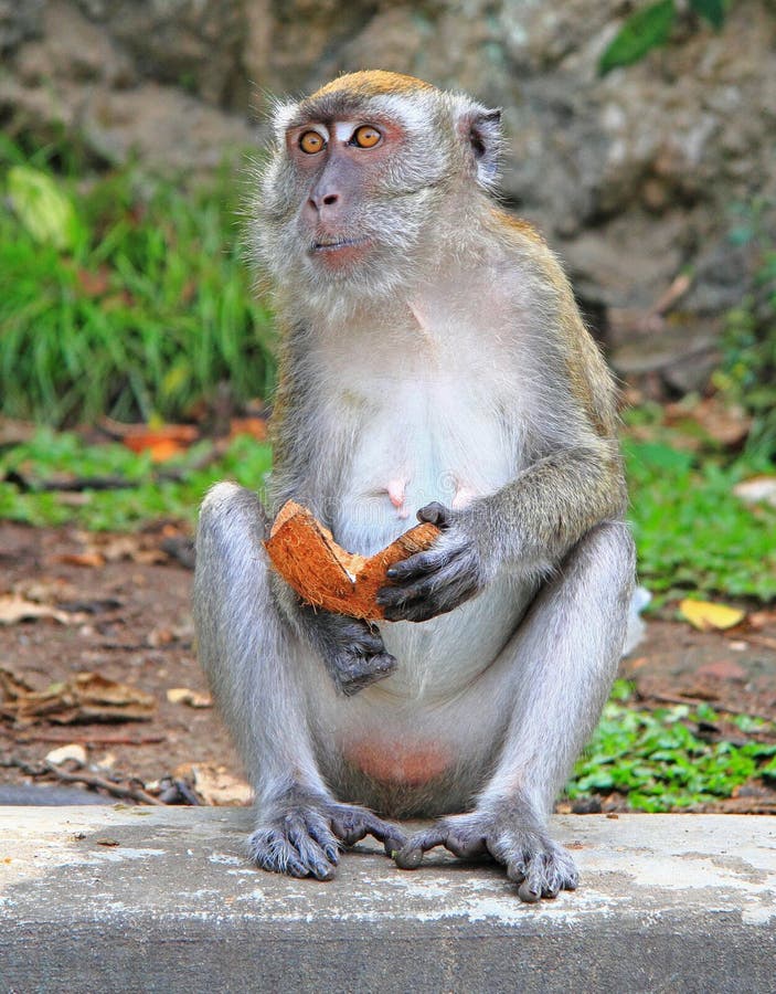 Monkey with Piece of Coconut Stock Photo - Image of caves, monkey: 57534298