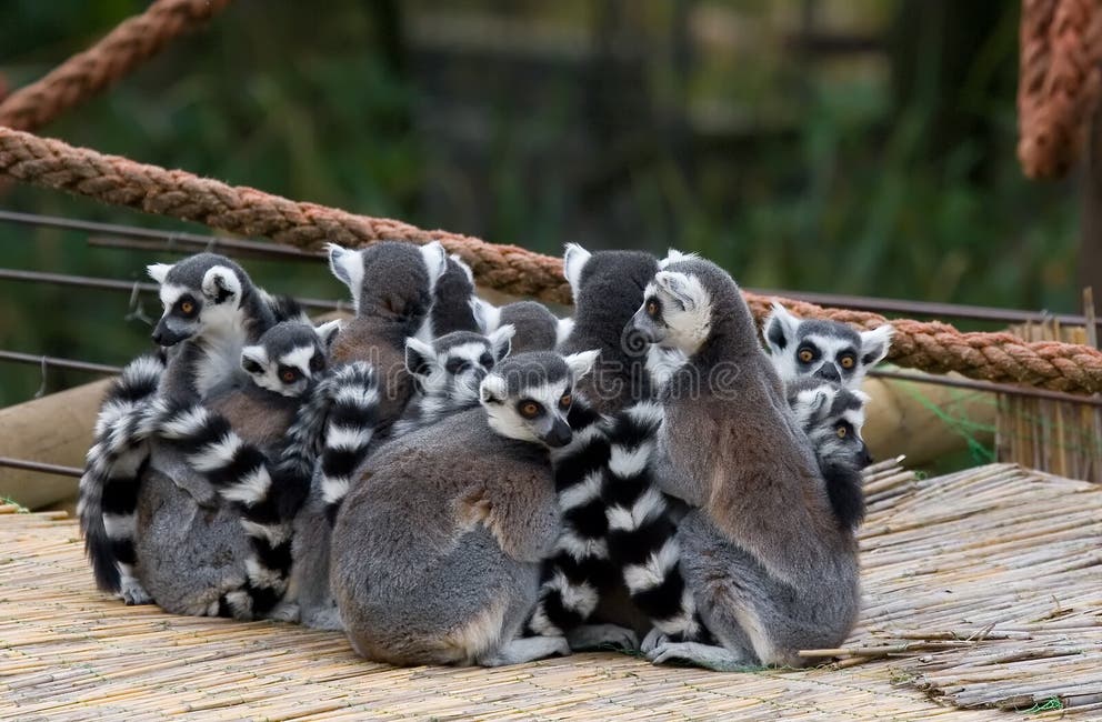 Monkey pile stock photo. Image of group, huddle, tails - 3496134