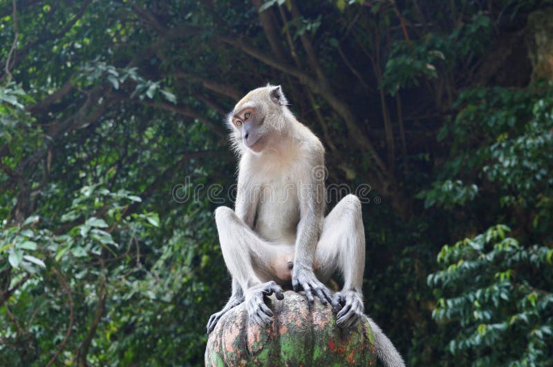 Monkey on a Pillar in Batu Caves Malaysia Stock Image - Image of ...