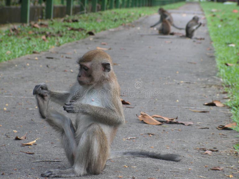 1,369 Monkey Foot Stock Photos - Free & Royalty-Free Stock Photos from ...