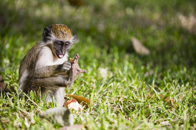 506 Monkey Foot Photos - Free & Royalty-Free Stock Photos from Dreamstime