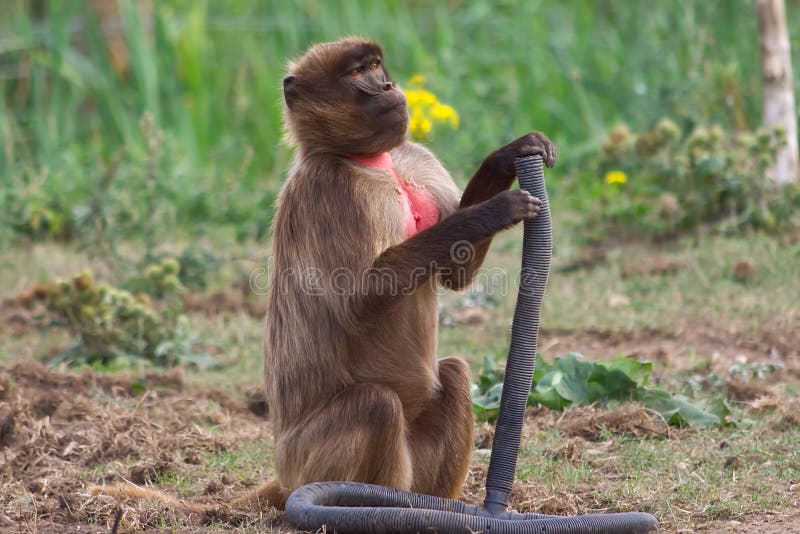 Chested Monkey Stock Photos - Free & Royalty-Free Stock Photos from ...