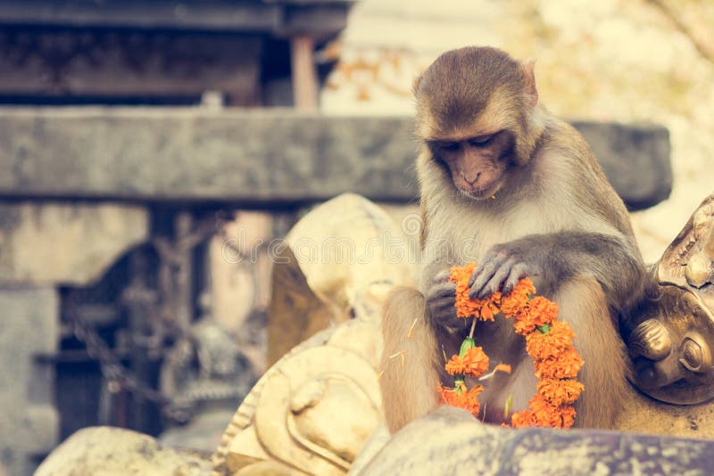 Monkey Playing with Religious Offering at a Monastery. Stock Image ...