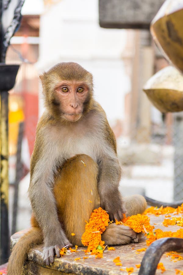 Monkey Playing with Religious Offering at a Monastery. Stock Photo ...