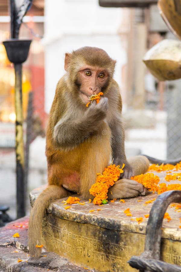 Monkey Playing Religious Offering Stock Photos - Free & Royalty-Free ...