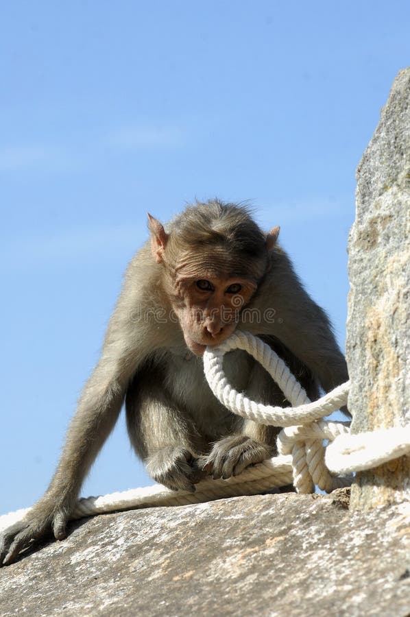 Monkey playing with rope stock photo. Image of rock, difficult - 19196254