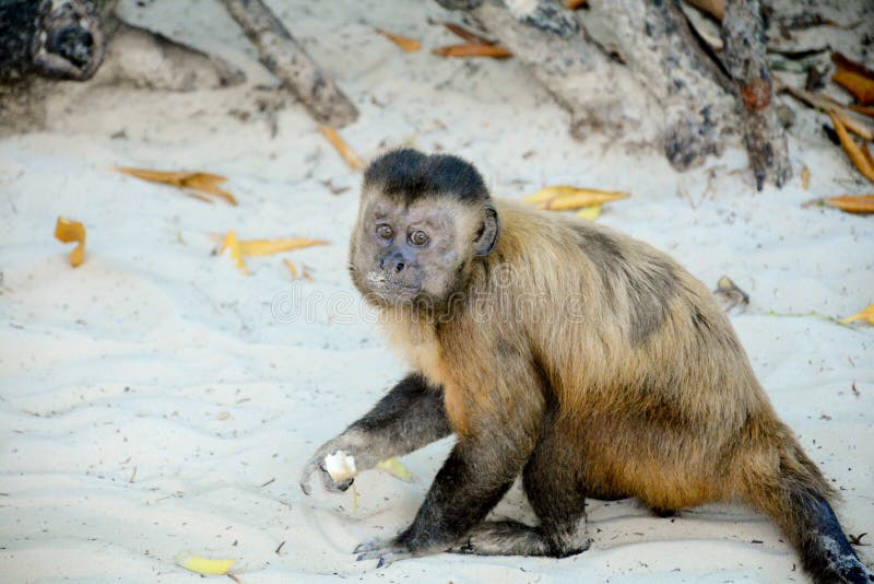 Monkey playing on the sand stock photo. Image of staring - 96001828