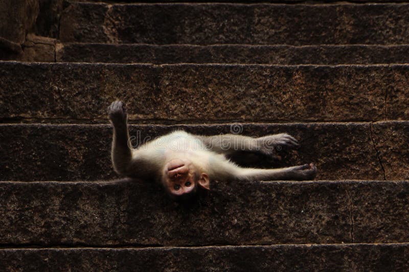 Monkey Playing in the Temple Door Steps Stock Image - Image of kitten ...