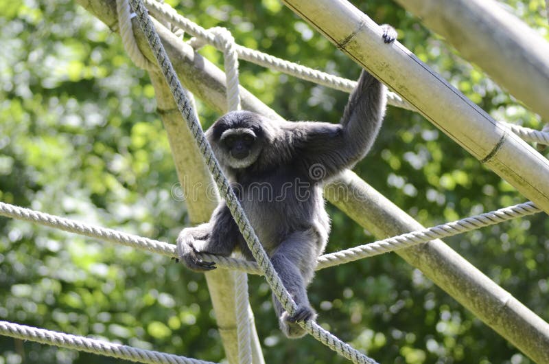 Monkey plays with ropes stock photo. Image of bamboo - 26182422