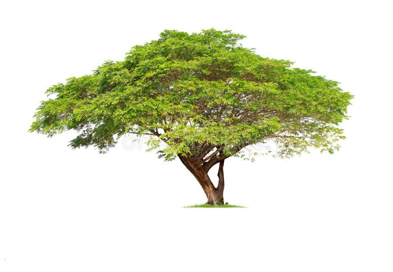 Monkey Pod, East Indian Walnut Tree Stock Image - Image of large, leaf ...