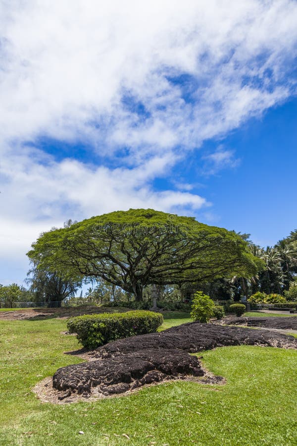 529 Monkey Pod Tree Stock Photos - Free & Royalty-Free Stock Photos ...