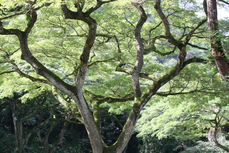 Monkey Pod Tree stock photo. Image of samanea, limbs, expansive - 7902214