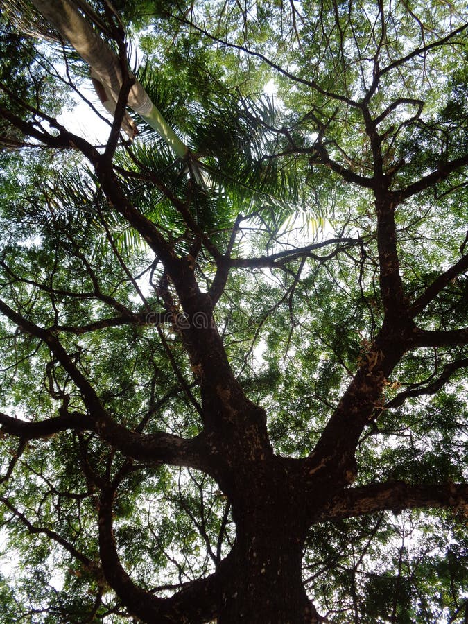 Monkey Pod Tree Leaves, Samanea Saman Leaves Stock Photo - Image of ...