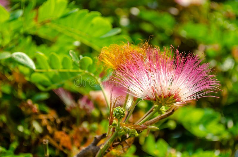Monkey Pod Tree stock image. Image of garden, flower - 161267509