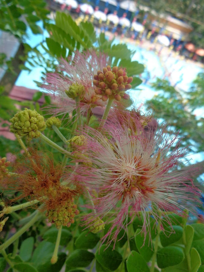 Monkey Pod Tree Leaves, Samanea Saman Leaves Stock Image - Image of ...