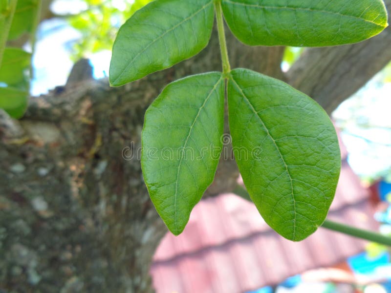Monkey Pod Tree Leaves, Samanea Saman Leaves Stock Image - Image of ...