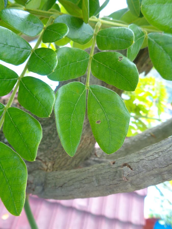 Monkey Pod Tree Leaves, Samanea Saman Leaves Stock Photo - Image of ...
