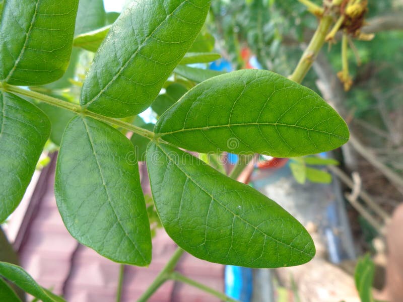 Monkey Pod Tree Leaves, Samanea Saman Leaves Stock Image - Image of ...