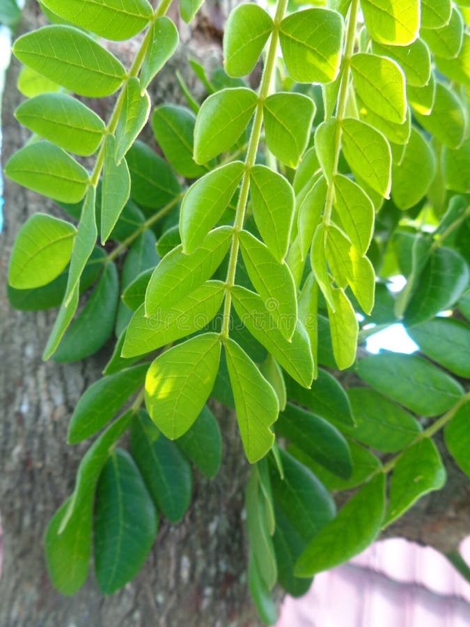 Monkey Pod Tree Leaves, Samanea Saman Leaves Stock Photo - Image of ...