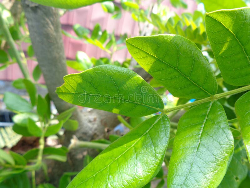 Monkey Pod Tree Leaves, Samanea Saman Leaves Stock Photo - Image of ...
