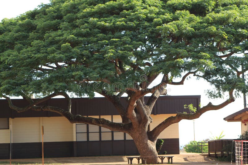 Solitary Monkeypod Tree Stock Photos - Free & Royalty-Free Stock Photos ...