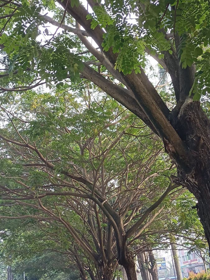 Monkey Pod Tree & X28;Trembesi& X29; in Summer Time Stock Image - Image ...