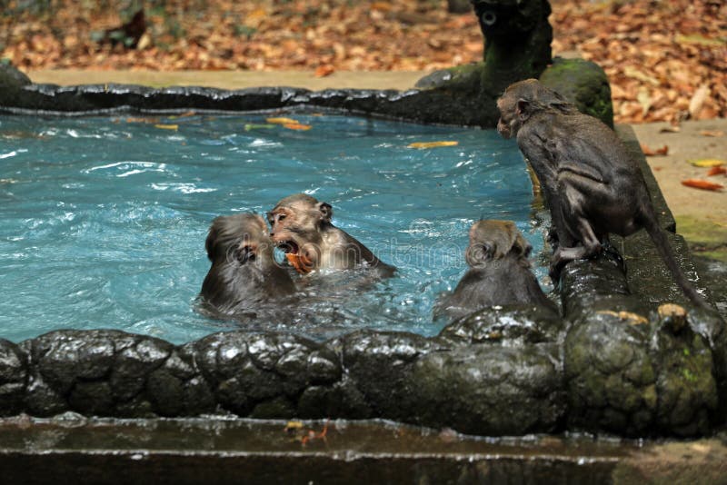 Monkey Pool in Bukit Sari Temple Stock Image - Image of grey, green ...