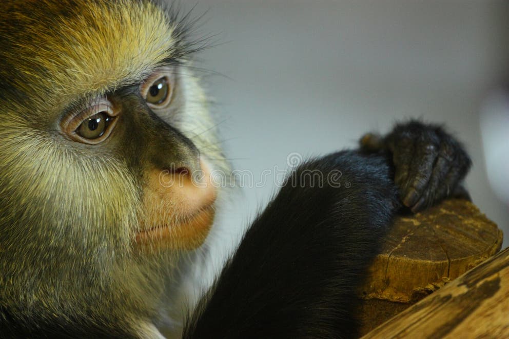 Monkey Portrait stock image. Image of looking, depth - 11110751