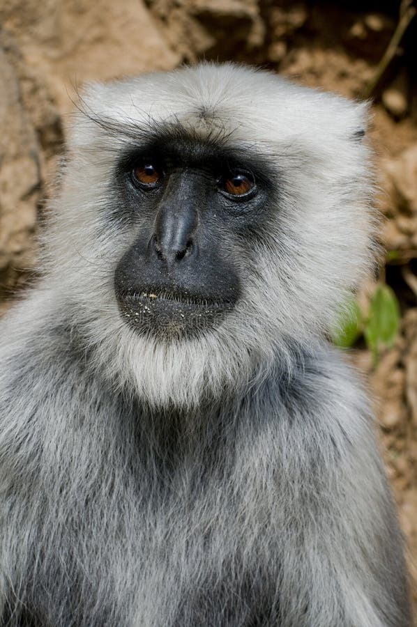 Monkey portrait stock photo. Image of wild, animal, nature - 13963276