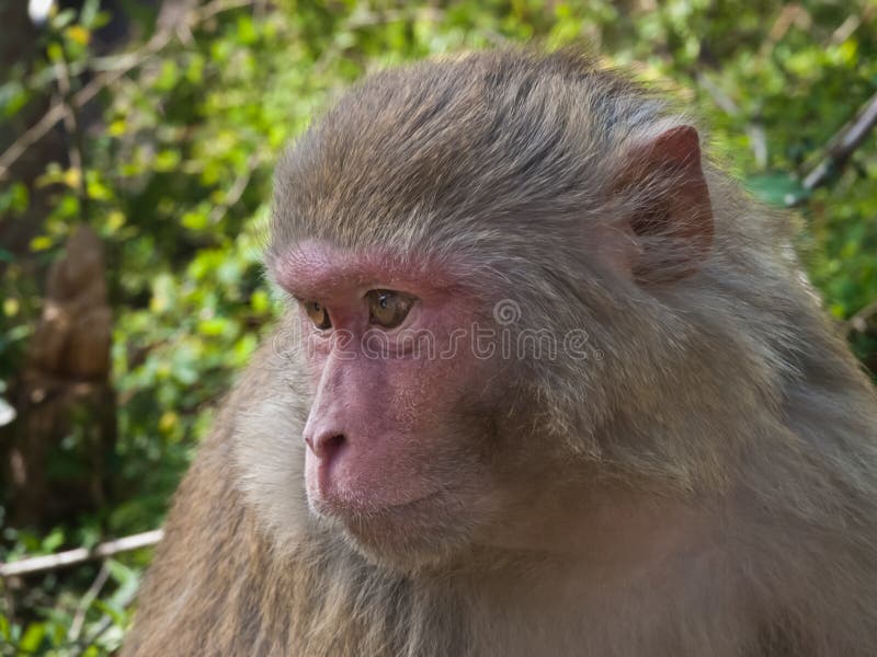 Monkey portrait stock photo. Image of primate, postcard - 24063620