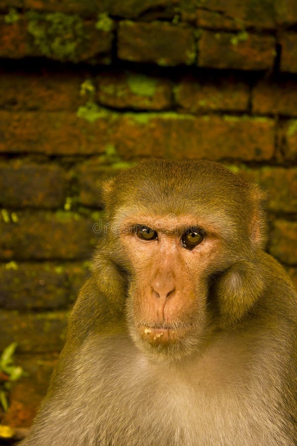 A monkey portrait stock image. Image of brick, brown - 28836801